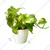 Green Money Plant For Indoor Planting & Decoration With Pot (Pack Of 2)